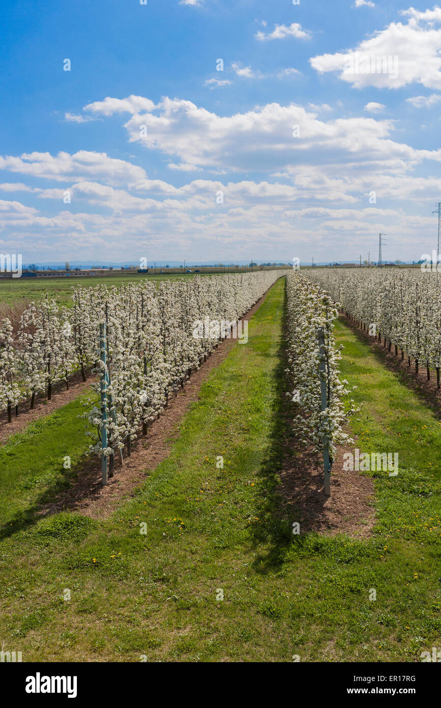 Field with pear tres in flower Stock Photo - Alamy