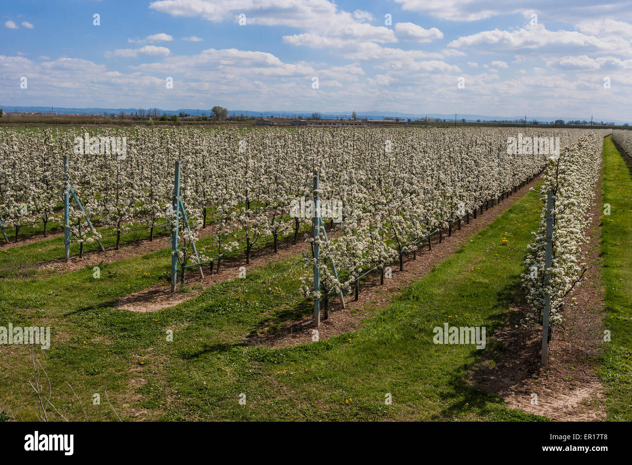 Field with pear tres in flower Stock Photo - Alamy
