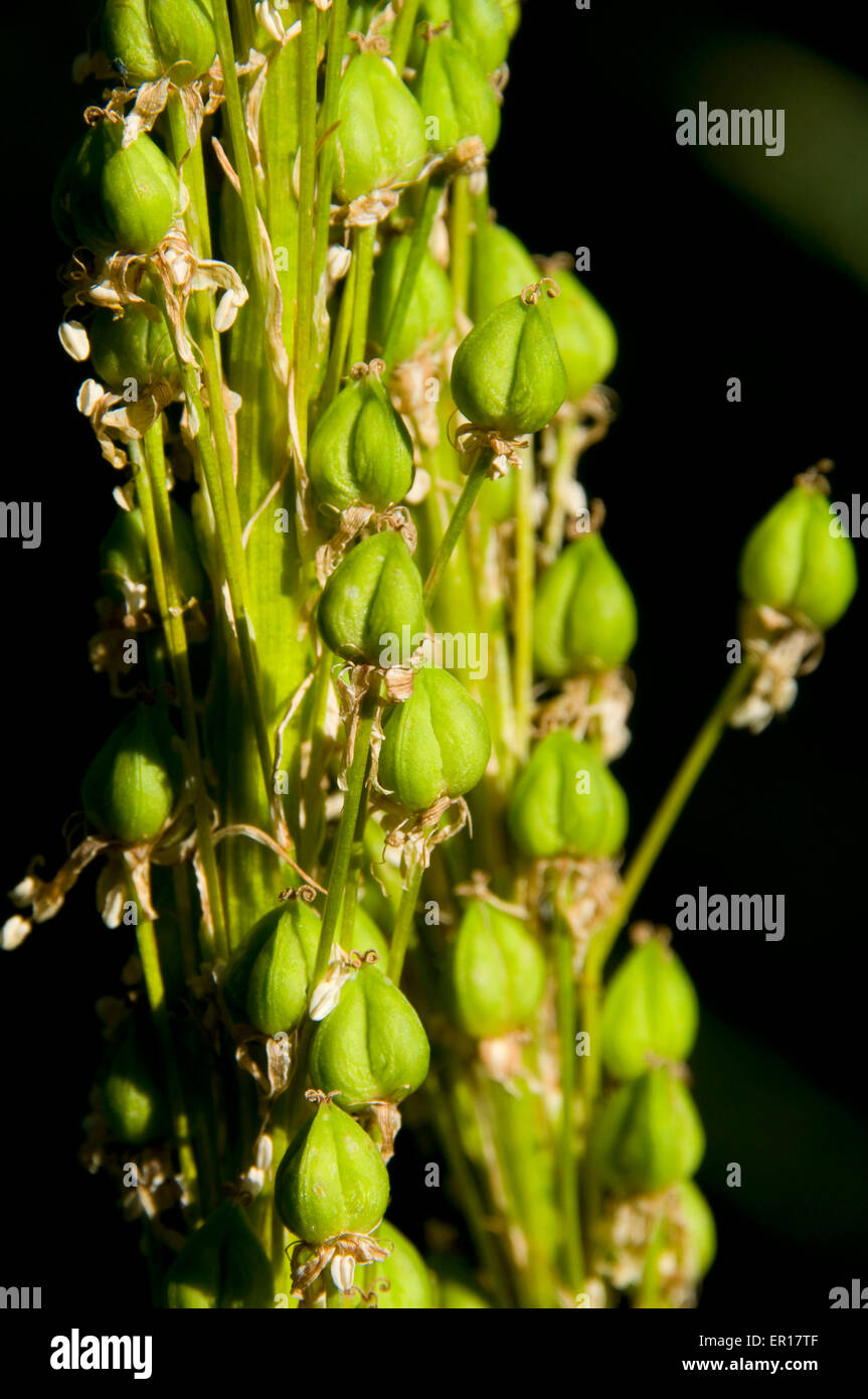 Beargrass in seed, Selway-Bitterroot Wilderness, Nez Perce National ...