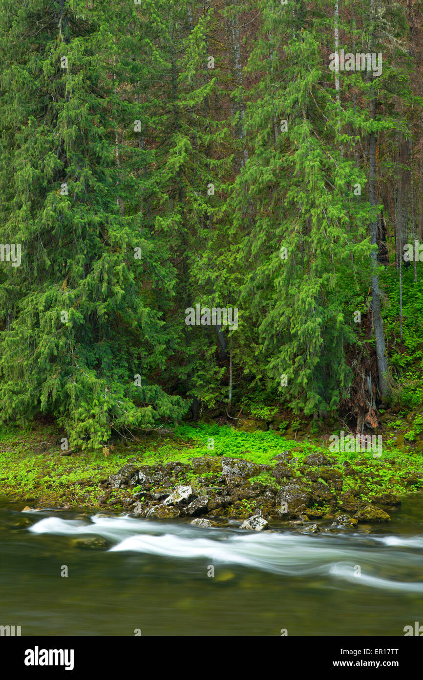Selway River from Selway River Trail, Selway Wild and Scenic River, Nez ...