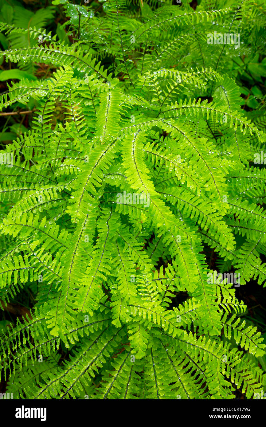 Five-fingered fern along Selway River Trail, Selway Wild and Scenic ...