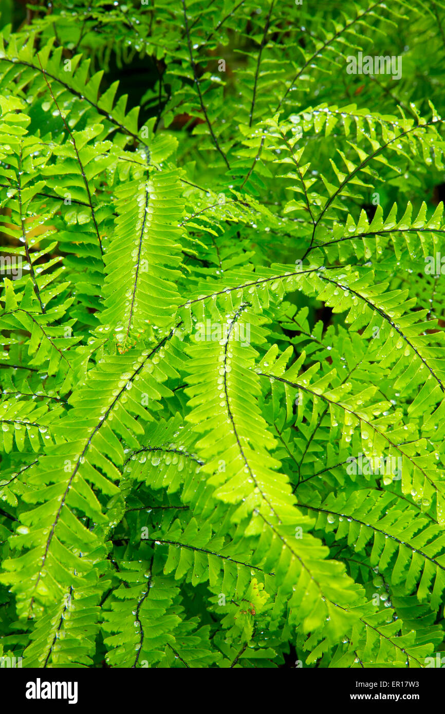 Five-fingered fern along Selway River Trail, Selway Wild and Scenic ...