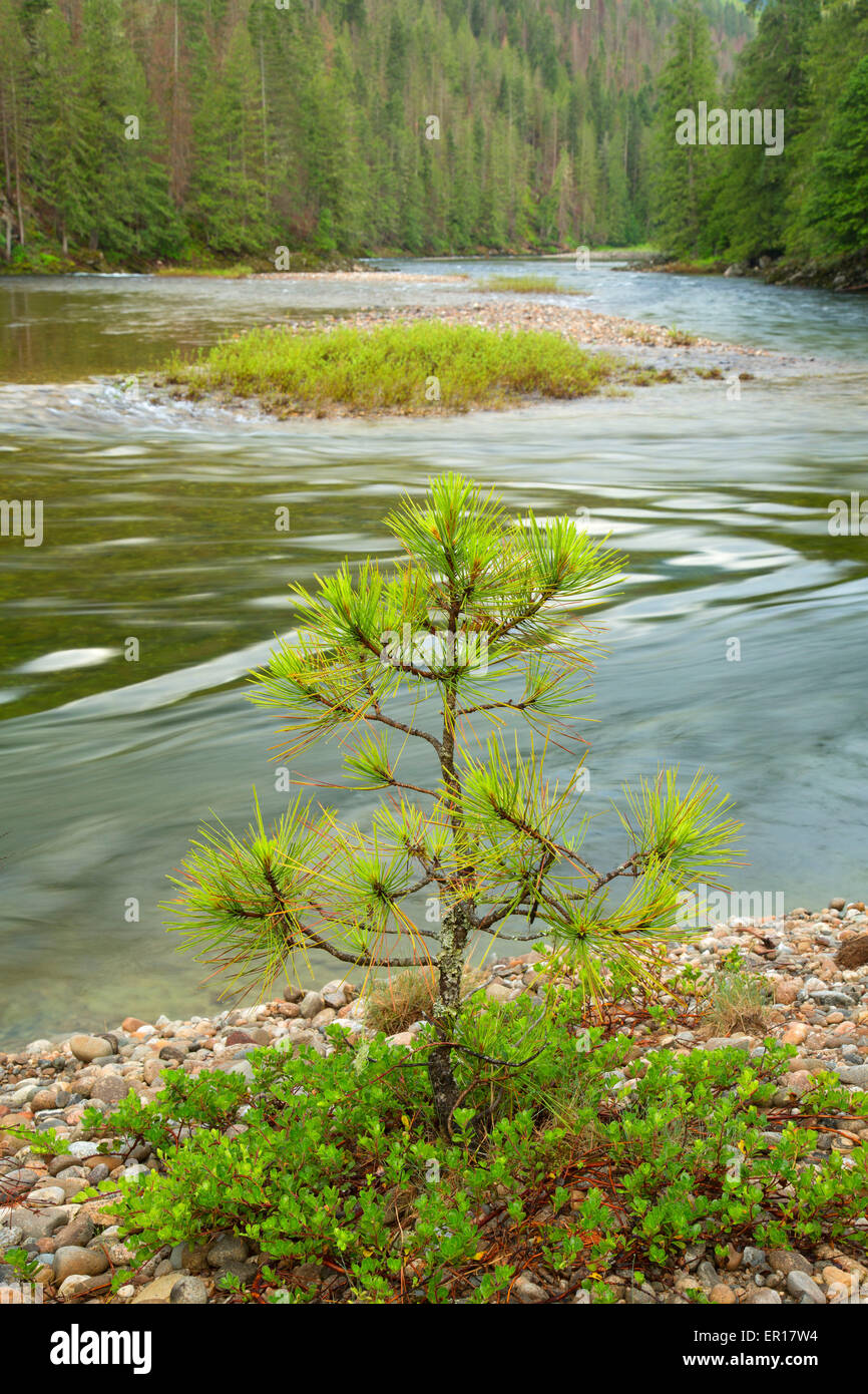 Selway River from Selway River Trail, Selway Wild and Scenic River, Nez ...