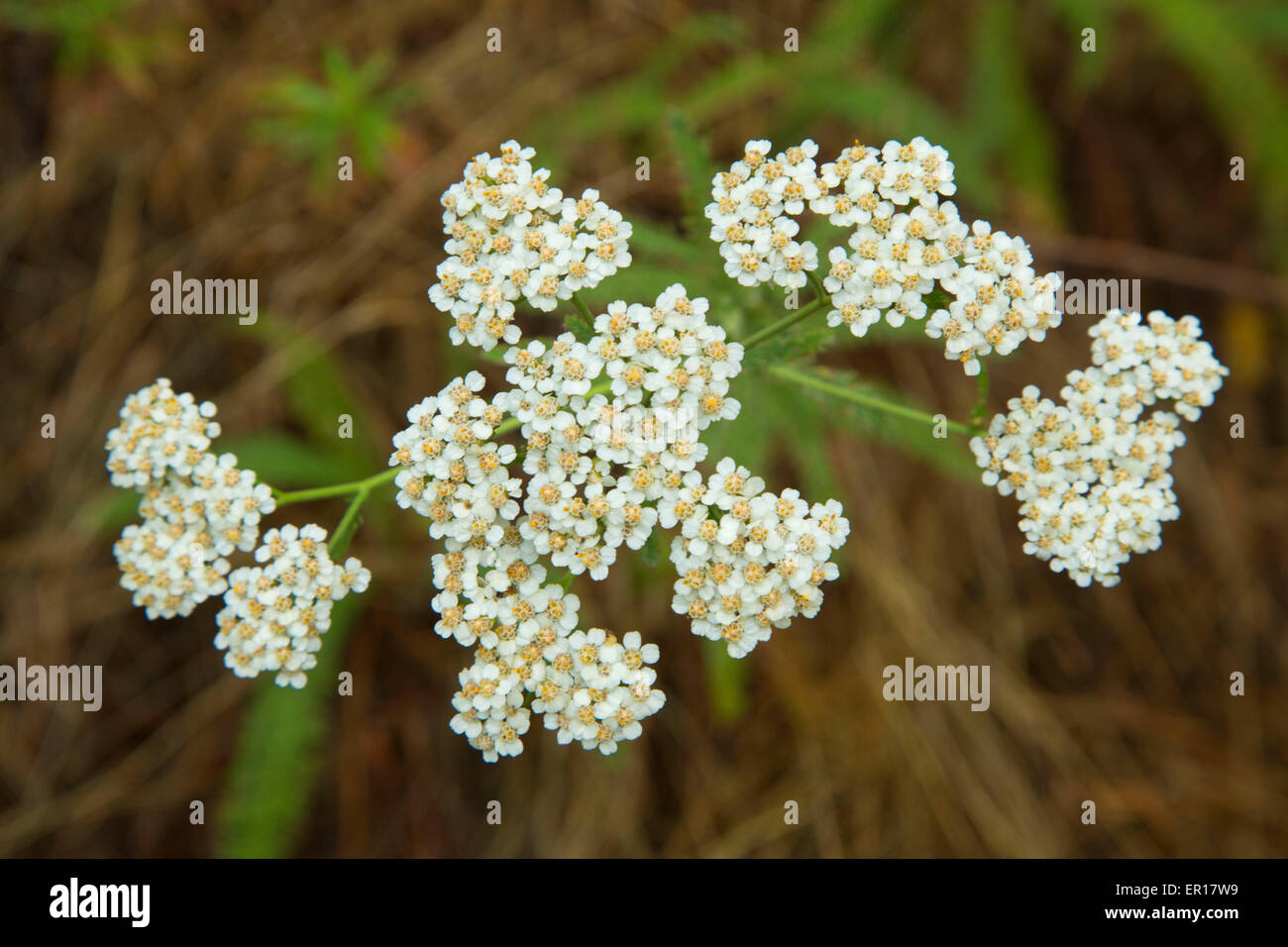 Yarrow along Selway River Trail, Selway Wild and Scenic River, Selway ...