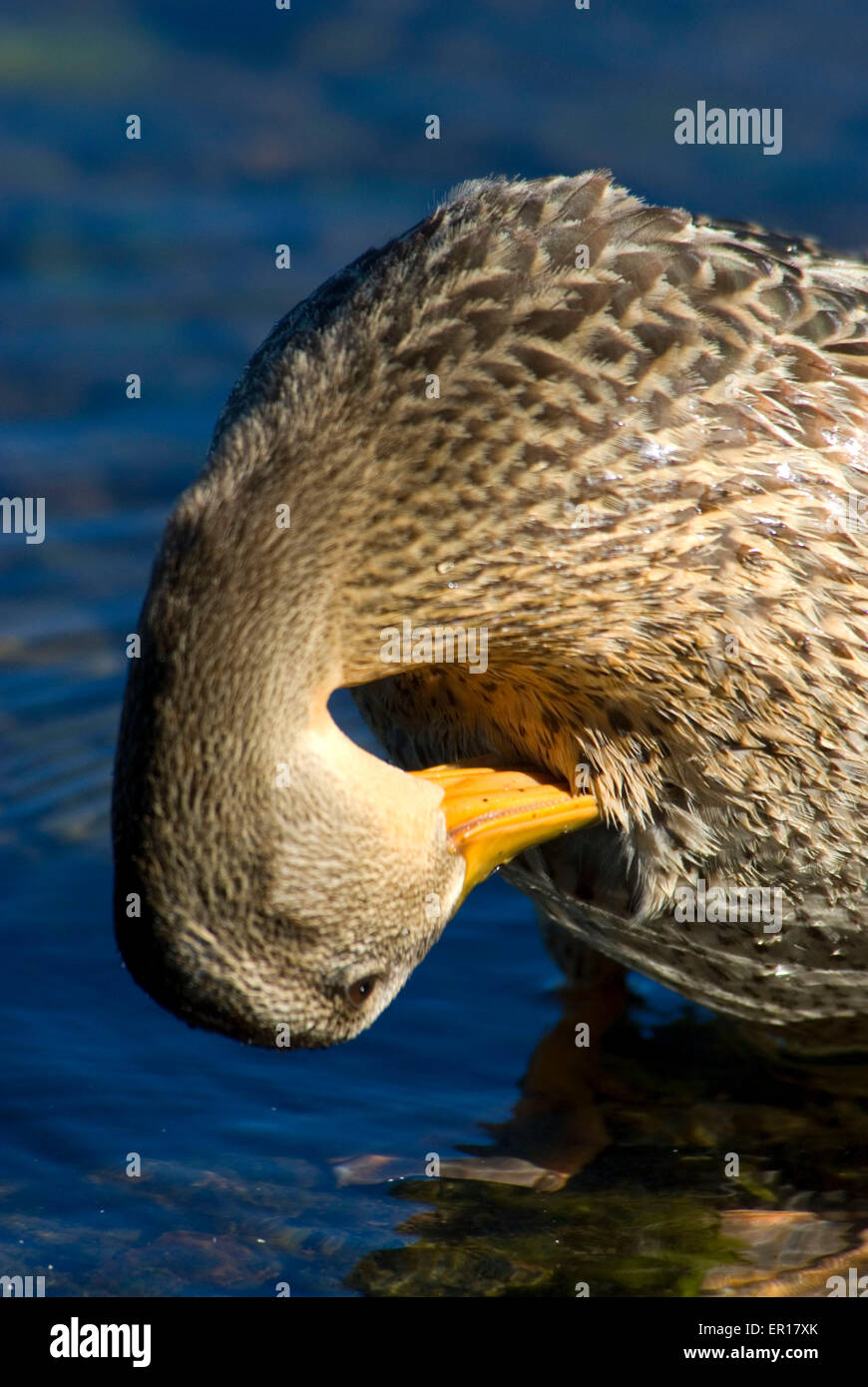 Duck in Paulina Lake, Newberry National Volcanic Monument, Oregon Stock ...