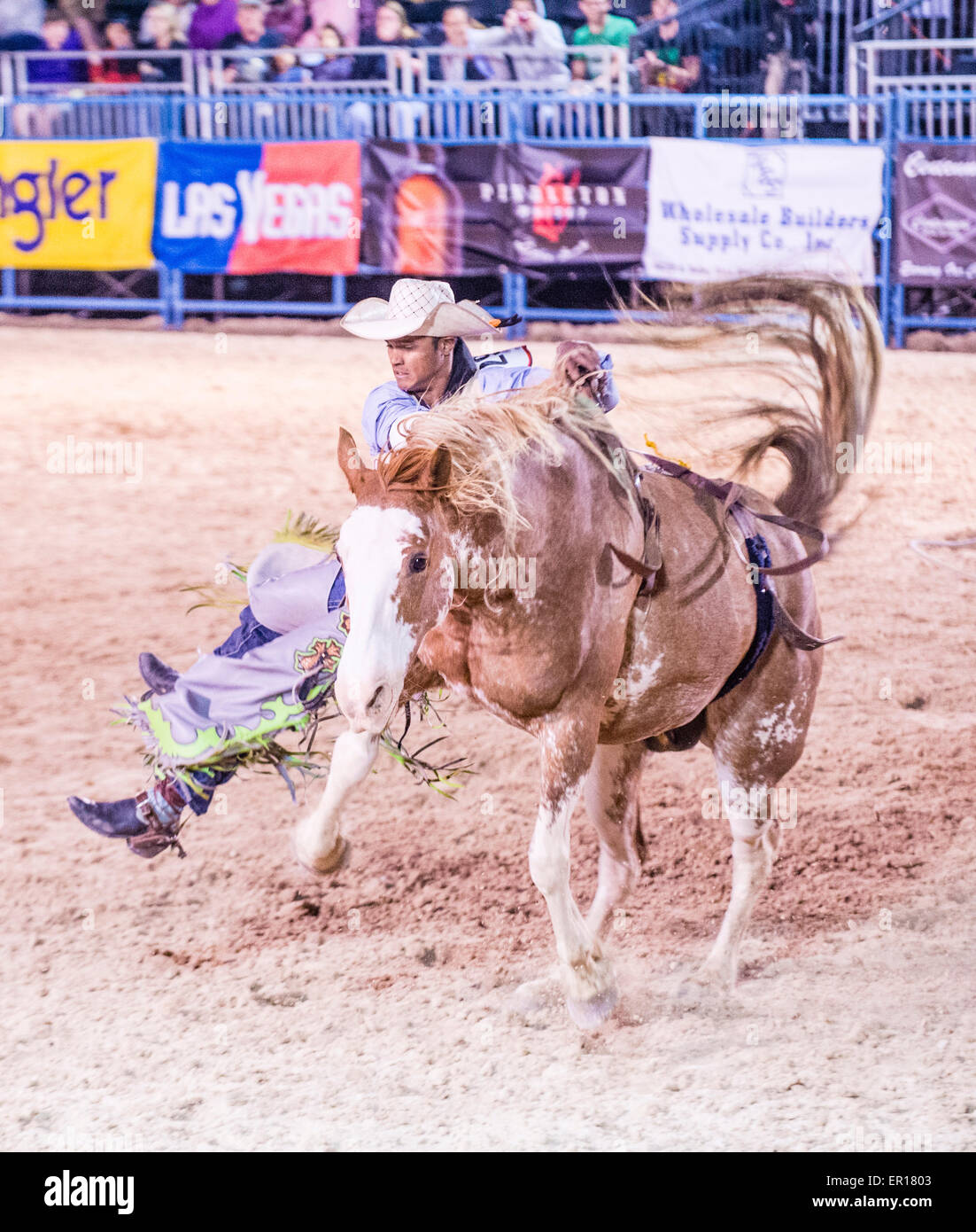 Cowboy Participating in a Bucking Horse Competition at the Helldorado ...