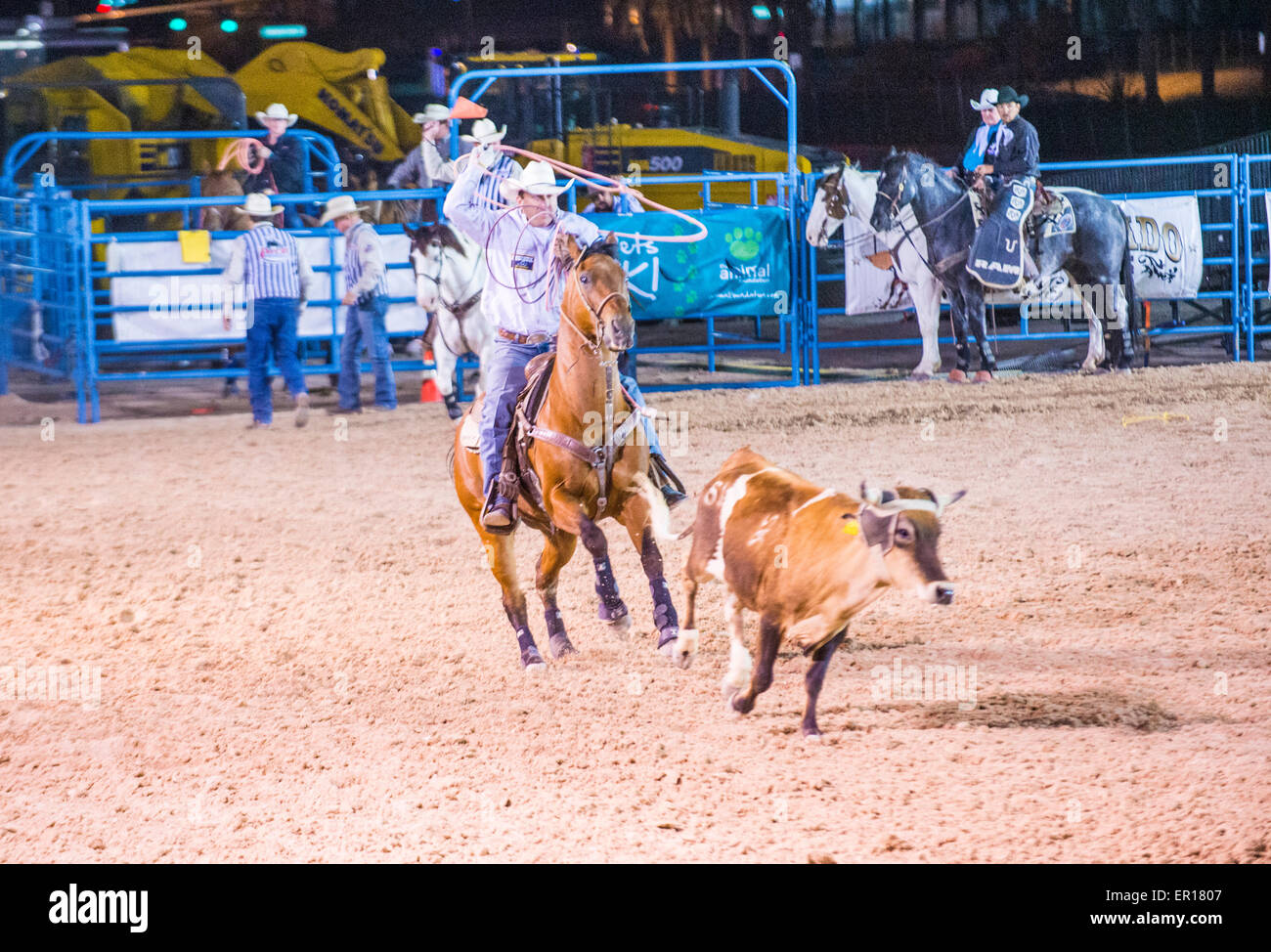 Cowboy Participating in a Calf roping Competition at the Helldorado ...