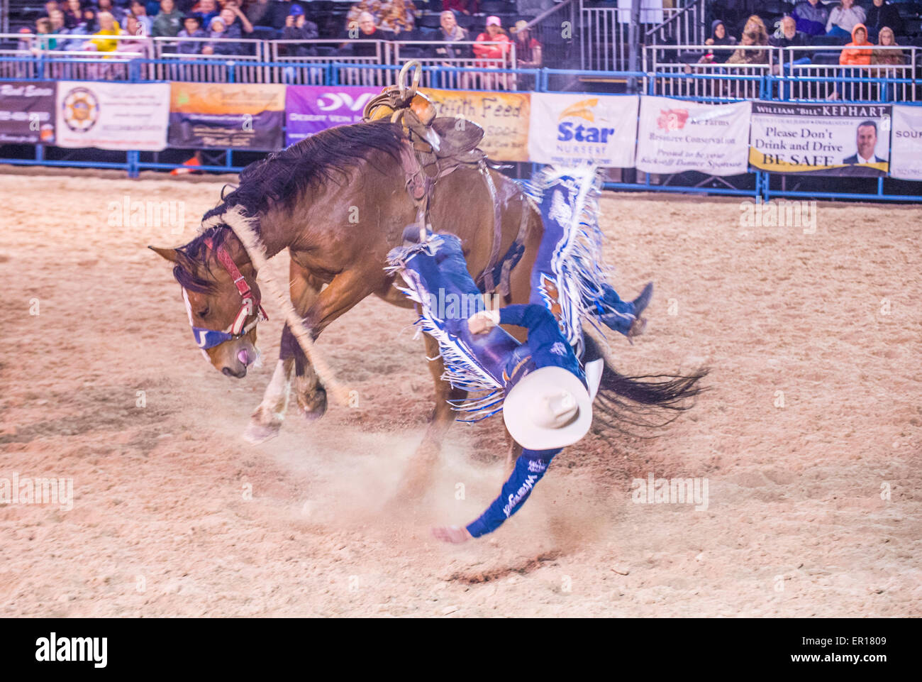 Cowboy Participating in a Bucking Horse Competition at the Helldorado ...