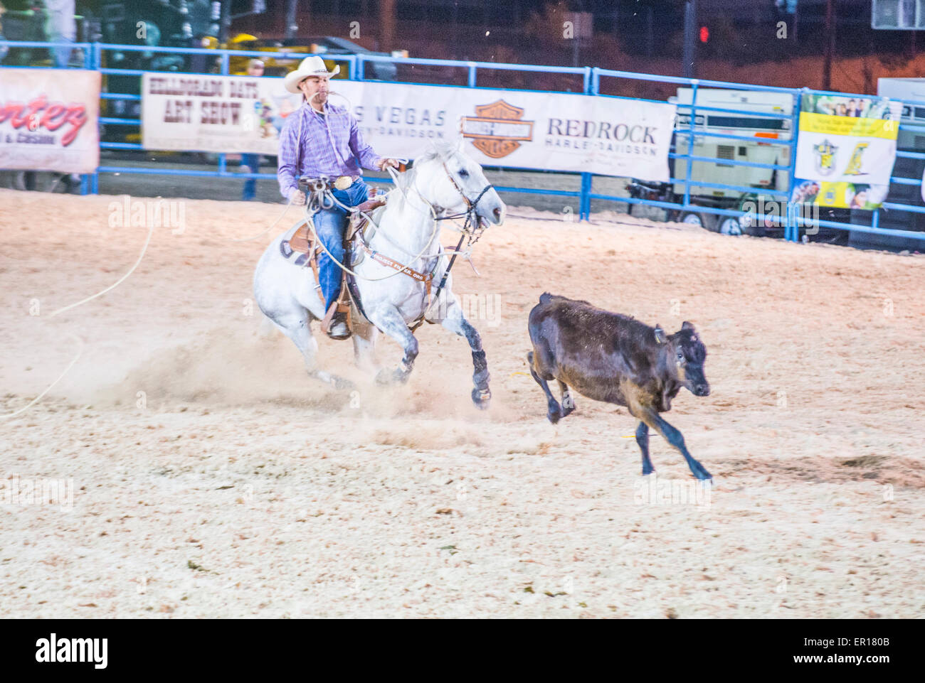 Cowboy Participating in a Calf roping Competition at the Helldorado ...