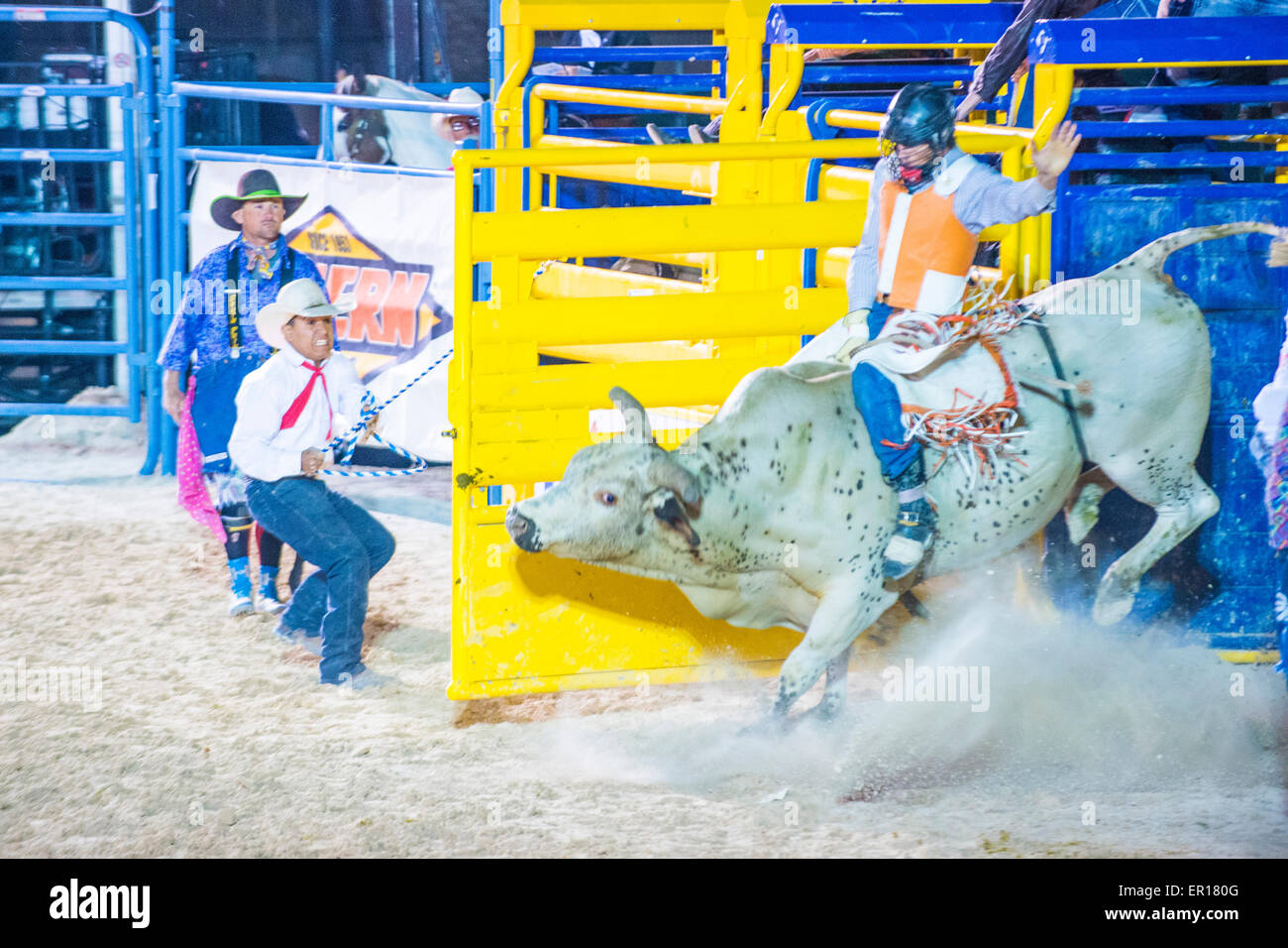 Cowboy Participating in a Bull riding Competition at the Helldorado ...