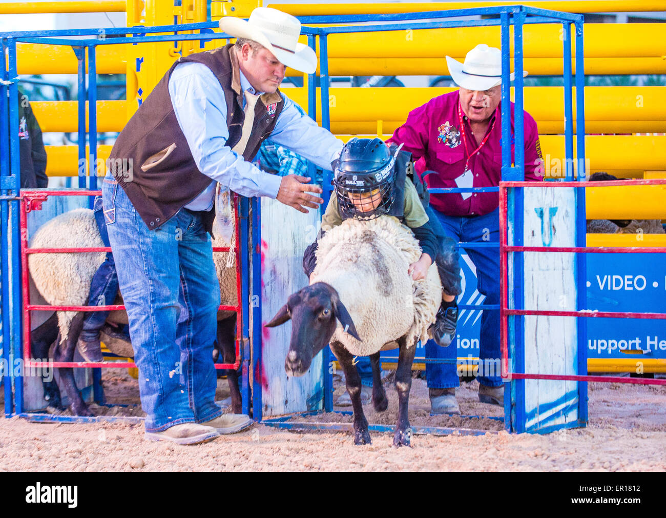 A boy riding on a sheep during a Mutton Busting contest at the Clark ...