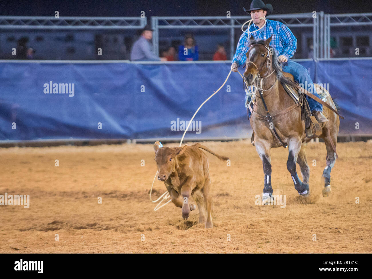 Cowboy Participating in a Calf roping Competition at the Helldorado ...