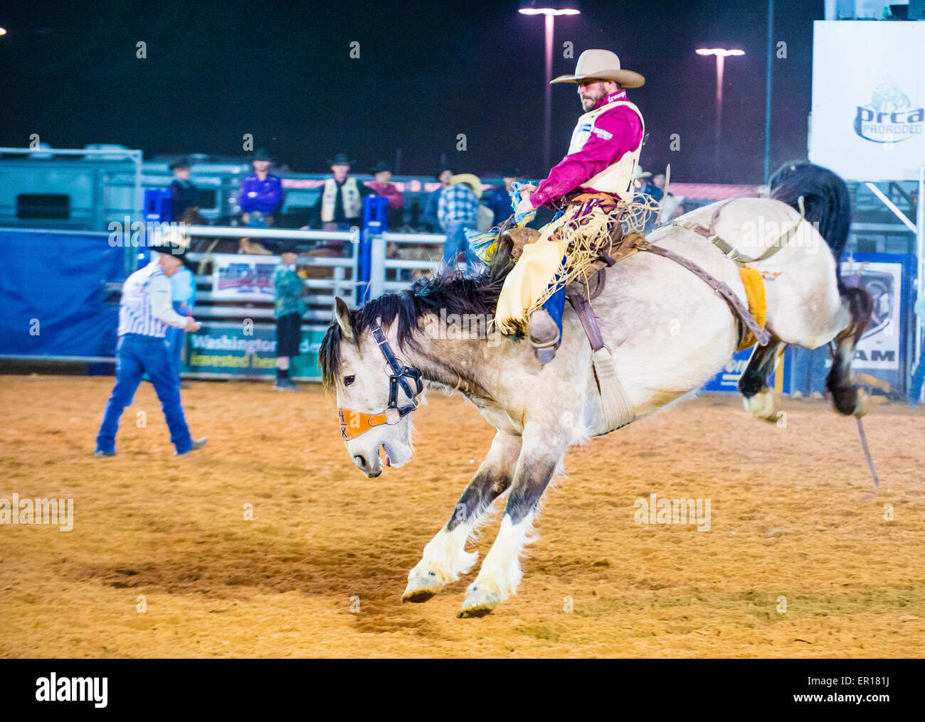 Cowboy Participating in a Bucking Horse Competition at the Helldorado ...