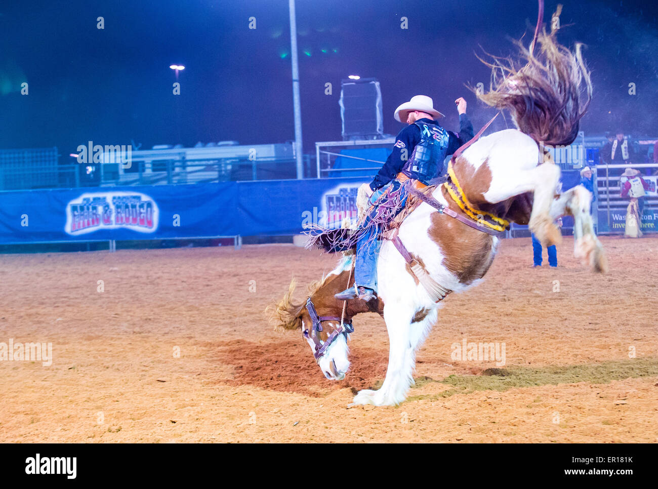 Cowboy Participating in a Bucking Horse Competition at the Helldorado ...