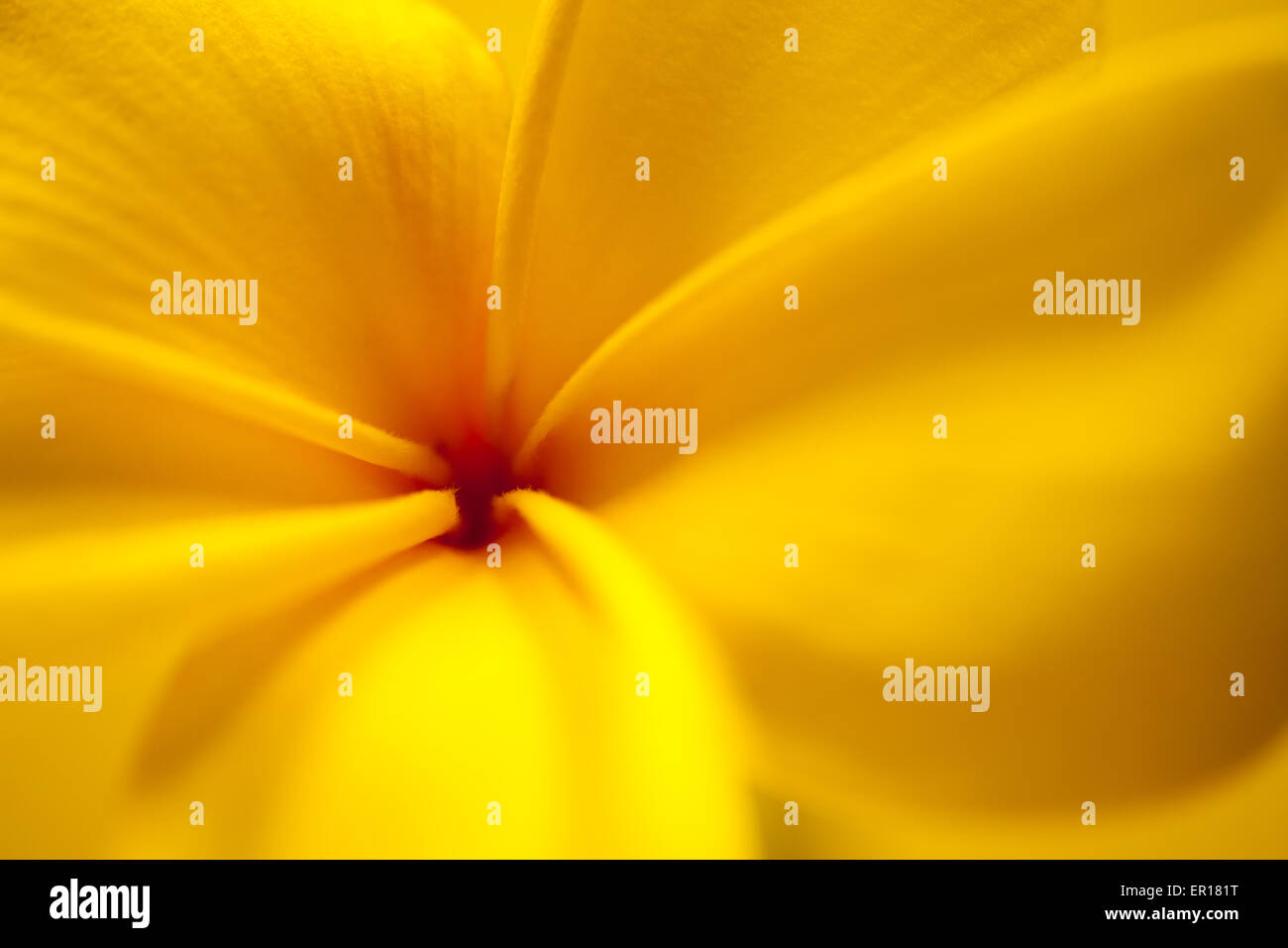 Yellow tropical flowers hi-res stock photography and images - Alamy