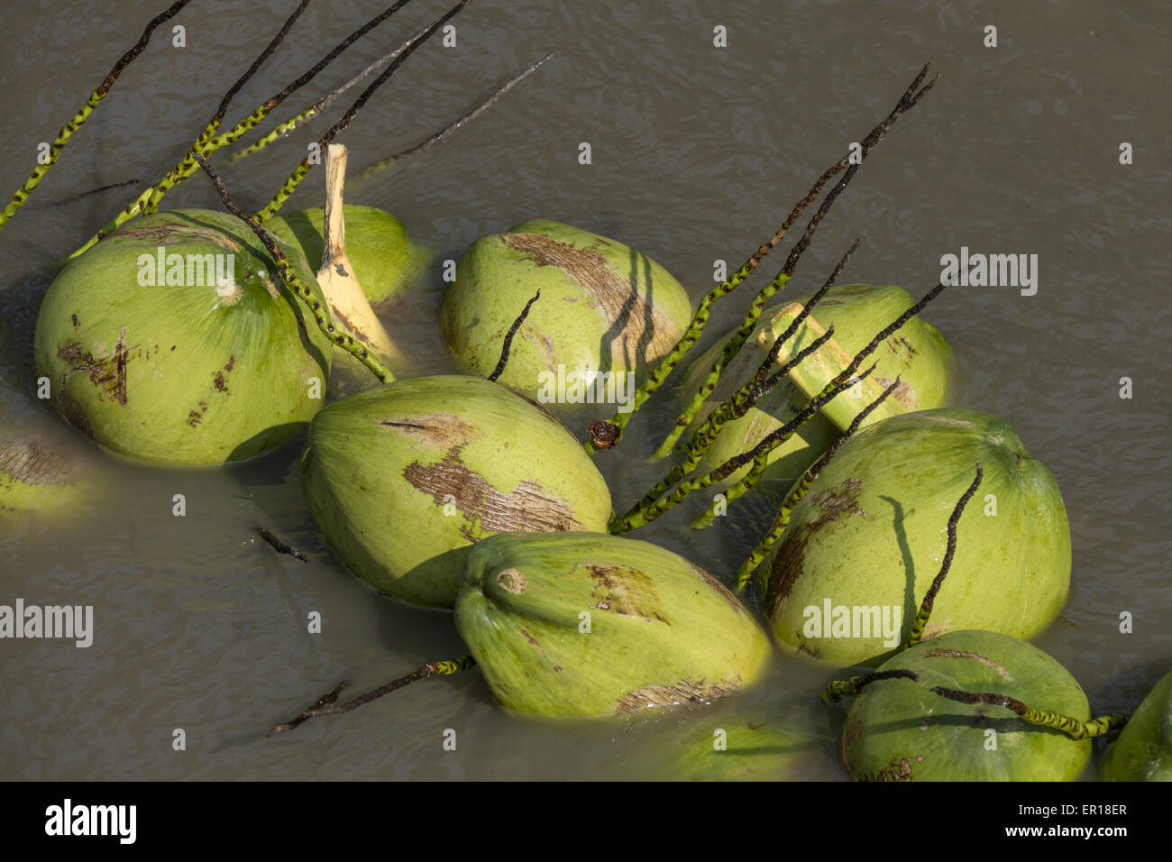 Coconut Cultivation, Harvest Stock Photo - Alamy