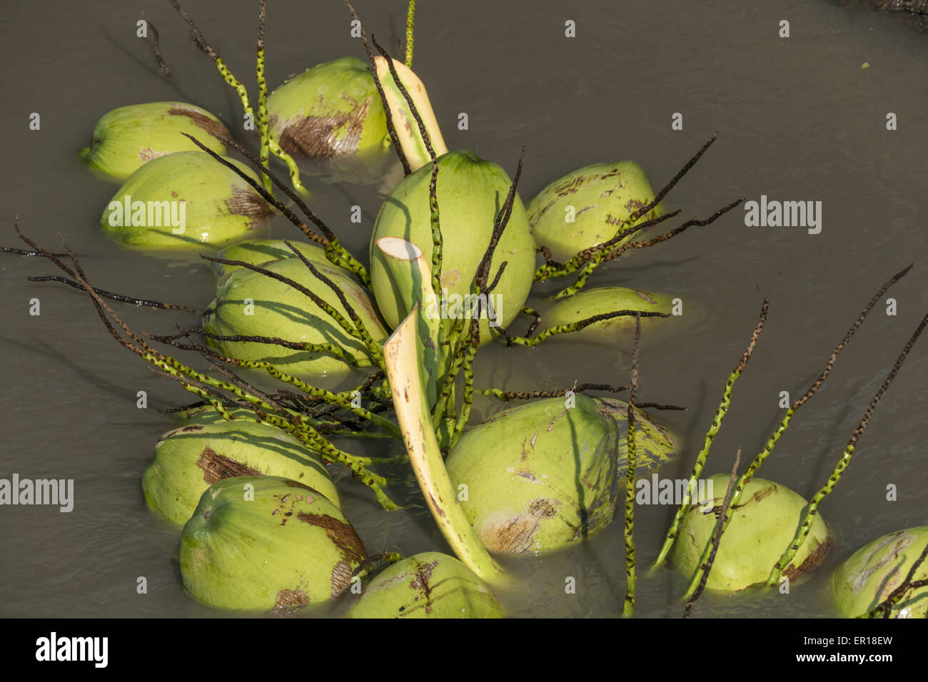 Coconut Cultivation, Harvest Stock Photo - Alamy