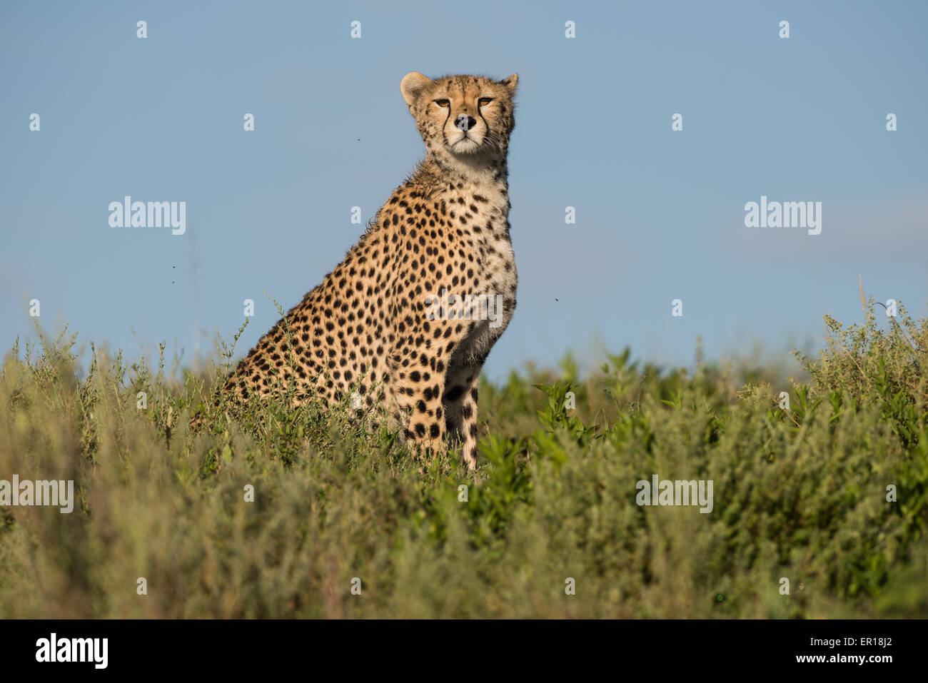 Cheetah sitting, Tanzania Stock Photo - Alamy