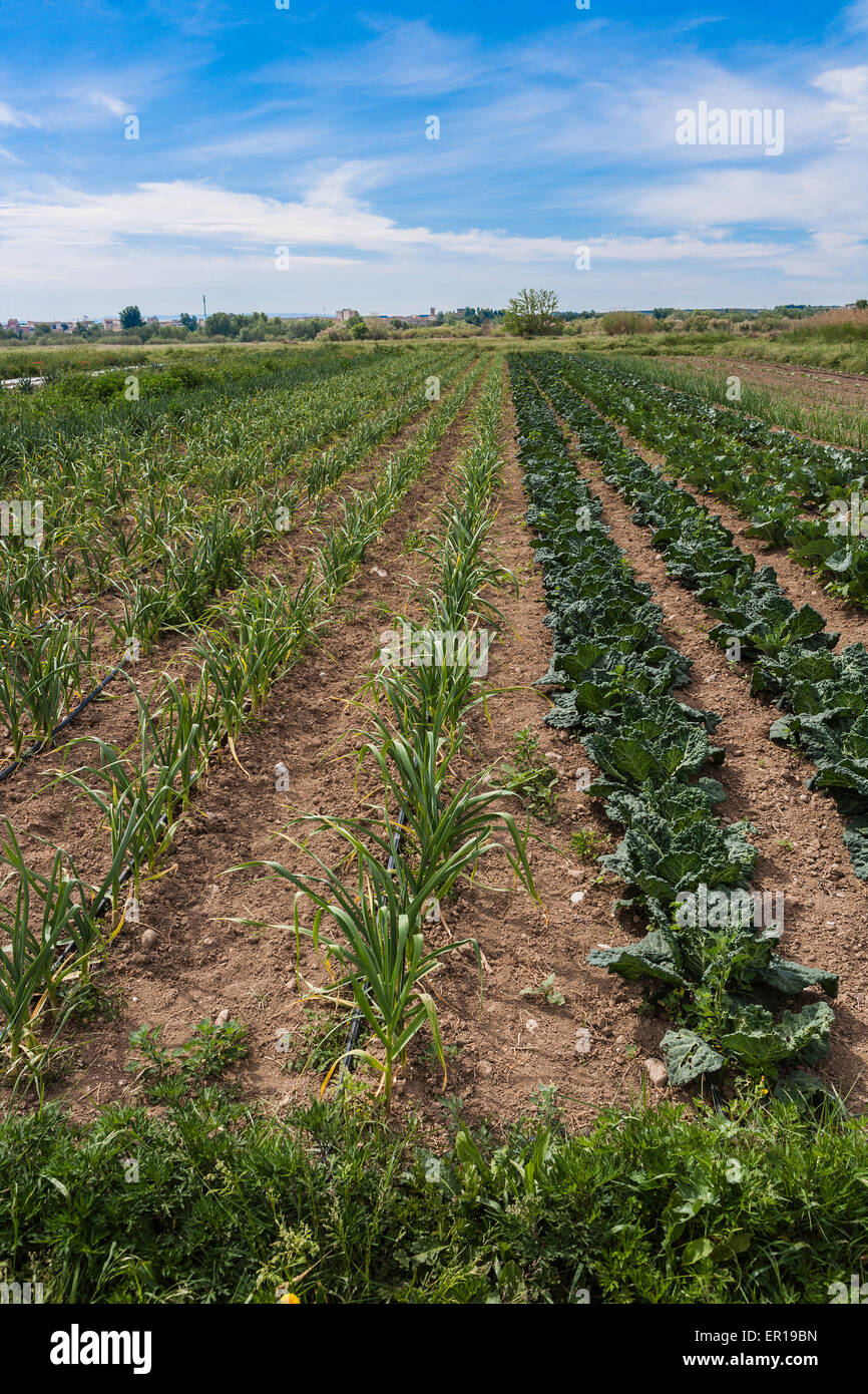 Orchard with vegetables Stock Photo - Alamy
