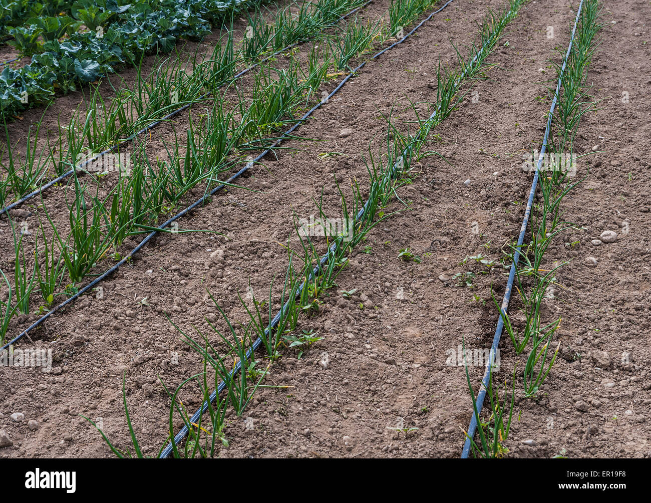 Orchard with vegetables Stock Photo - Alamy