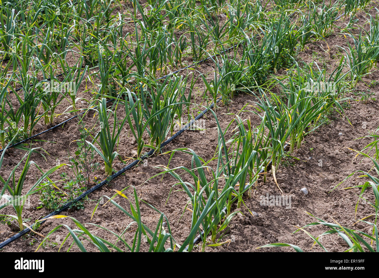 Orchard with vegetables Stock Photo - Alamy
