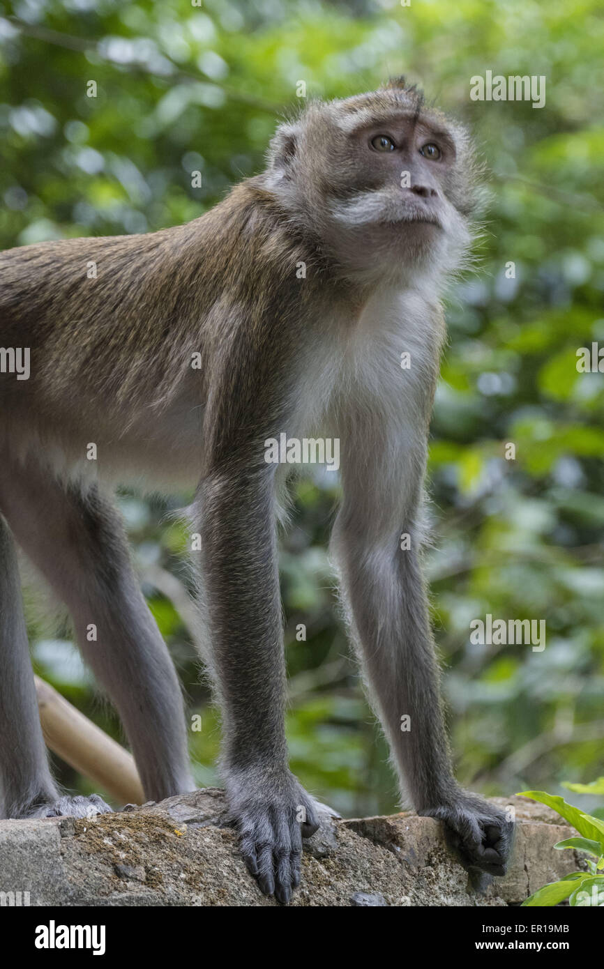 Monkey at Tiger Cave Temple Stock Photo - Alamy