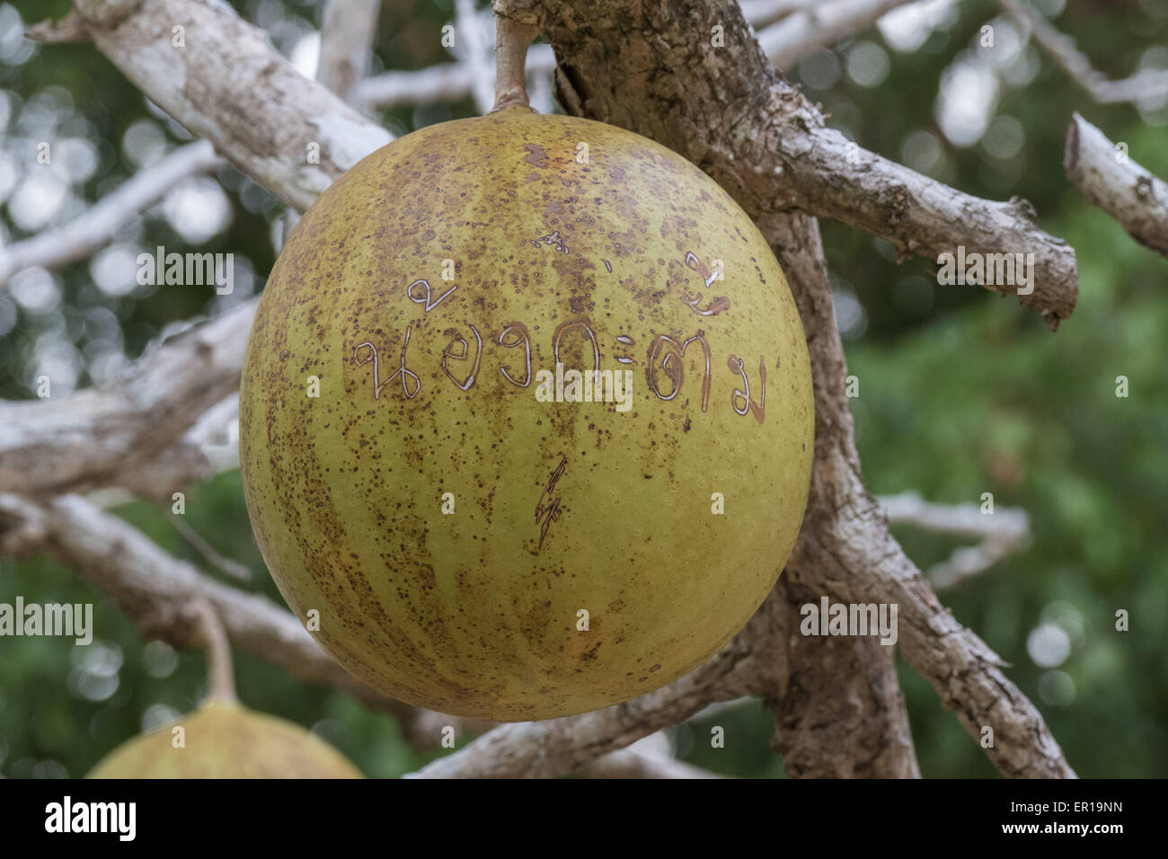 Calabash tree hi-res stock photography and images - Alamy