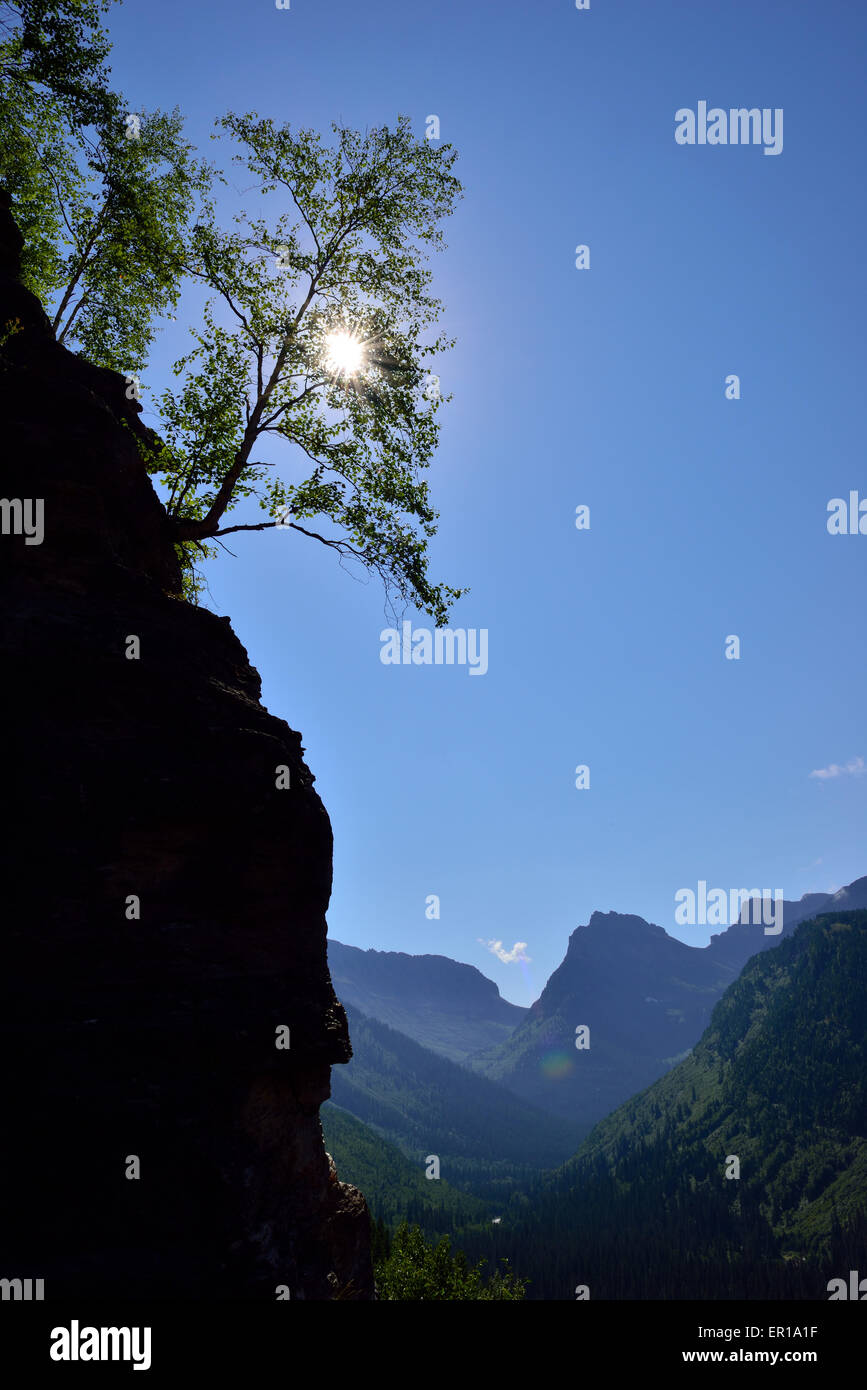a tree on the rock with a sun shining through it in the wilderness ...
