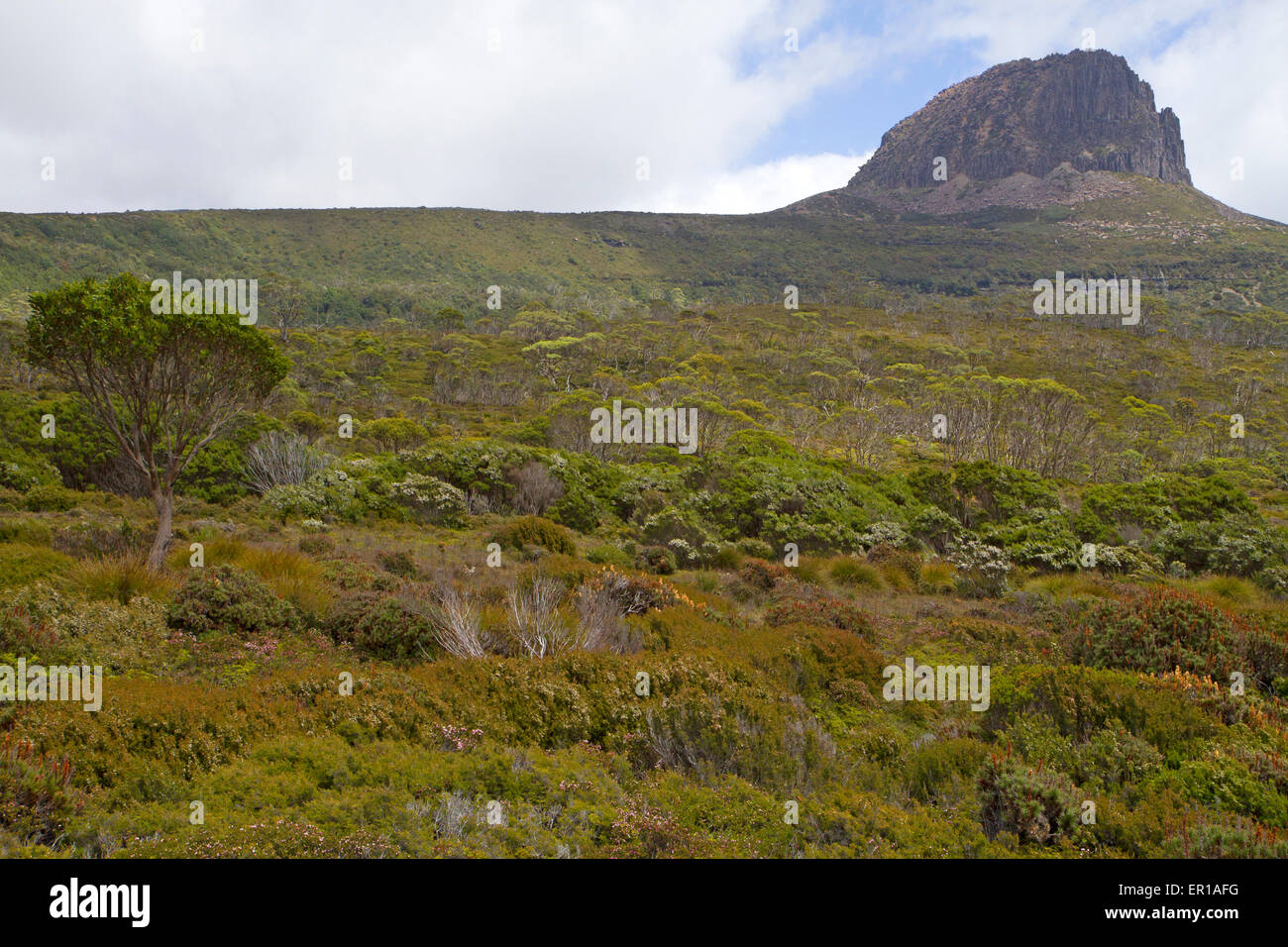 Barn Bluff, viewed from the Overland Track Stock Photo - Alamy