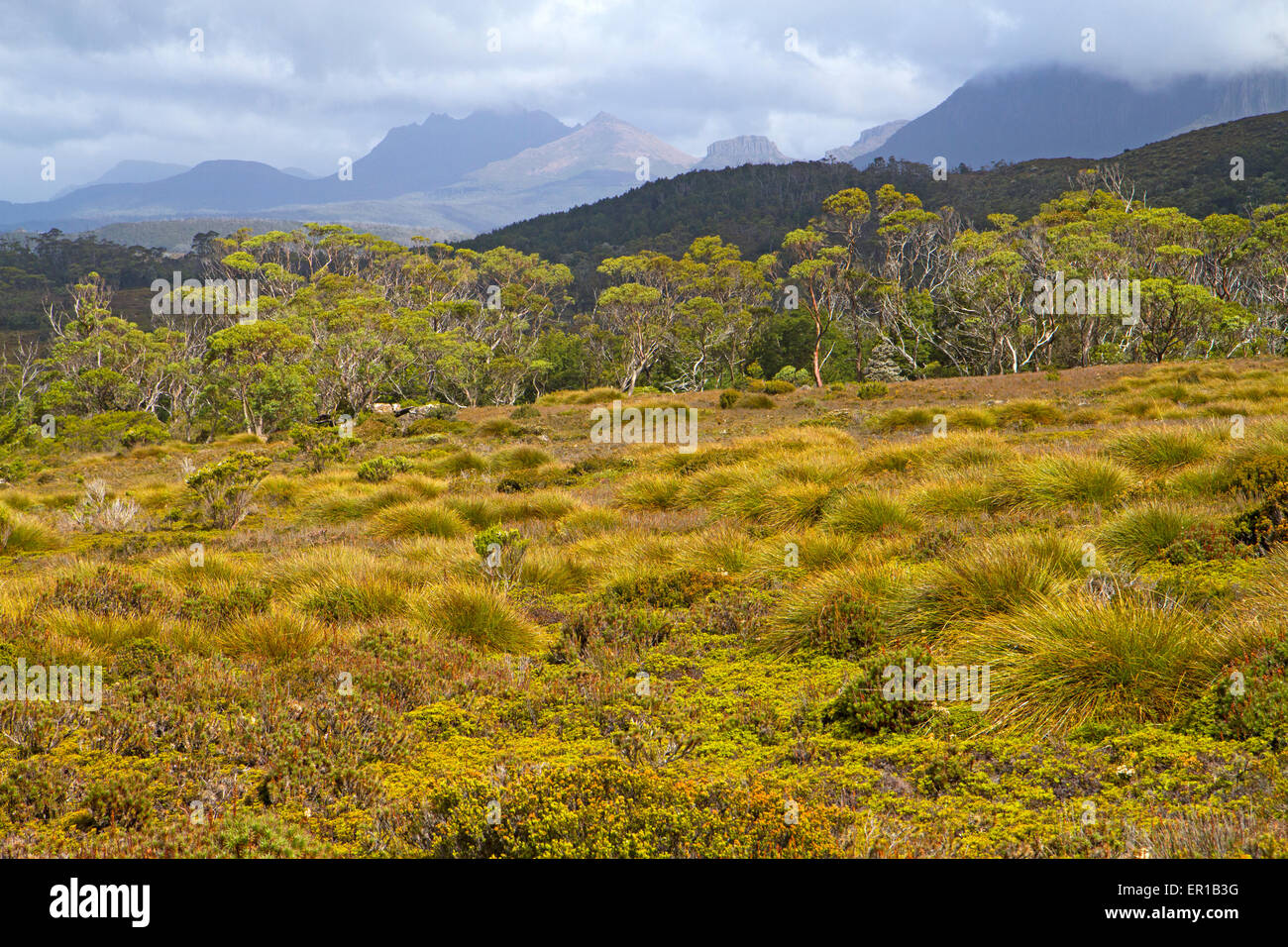 View towards Mt Ossa from along the Overland Track Stock Photo - Alamy