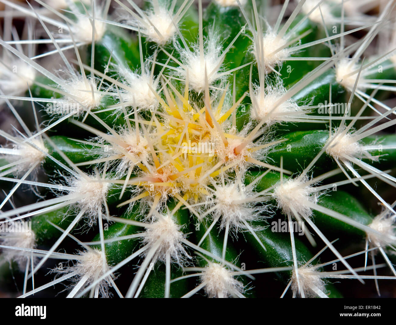 Cactus texture hi-res stock photography and images - Alamy