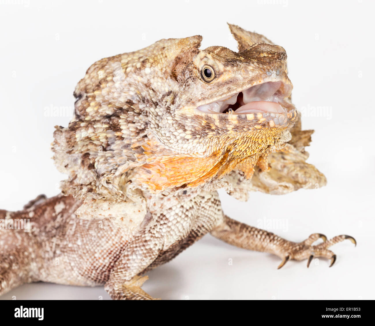 Frilled Stock Photos & Frilled Stock Images - Alamy