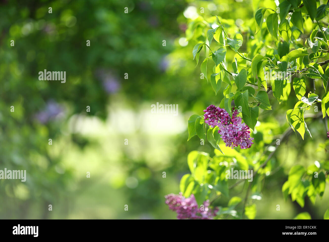 spring background with lilac flowers, nature Stock Photo - Alamy