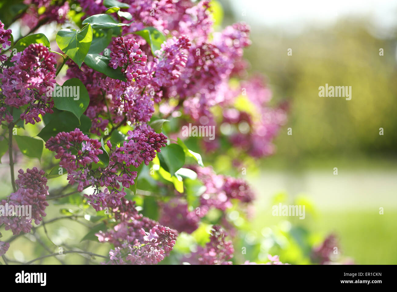 lilac bush with flowers, spring Stock Photo - Alamy