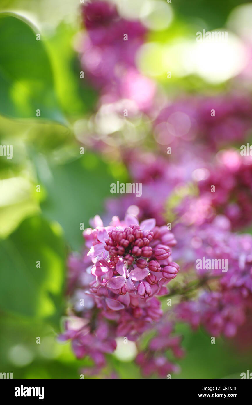 background with lilac flowers, spring Stock Photo - Alamy