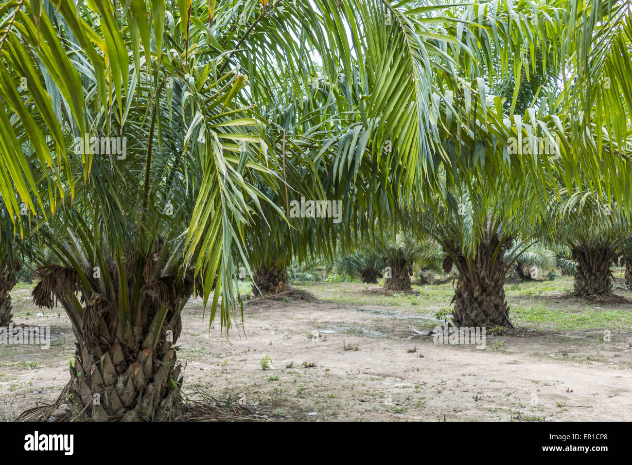 Oil palm, Thailand Stock Photo - Alamy