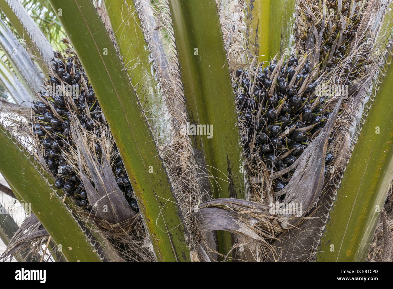 Oil palm, Thailand Stock Photo - Alamy