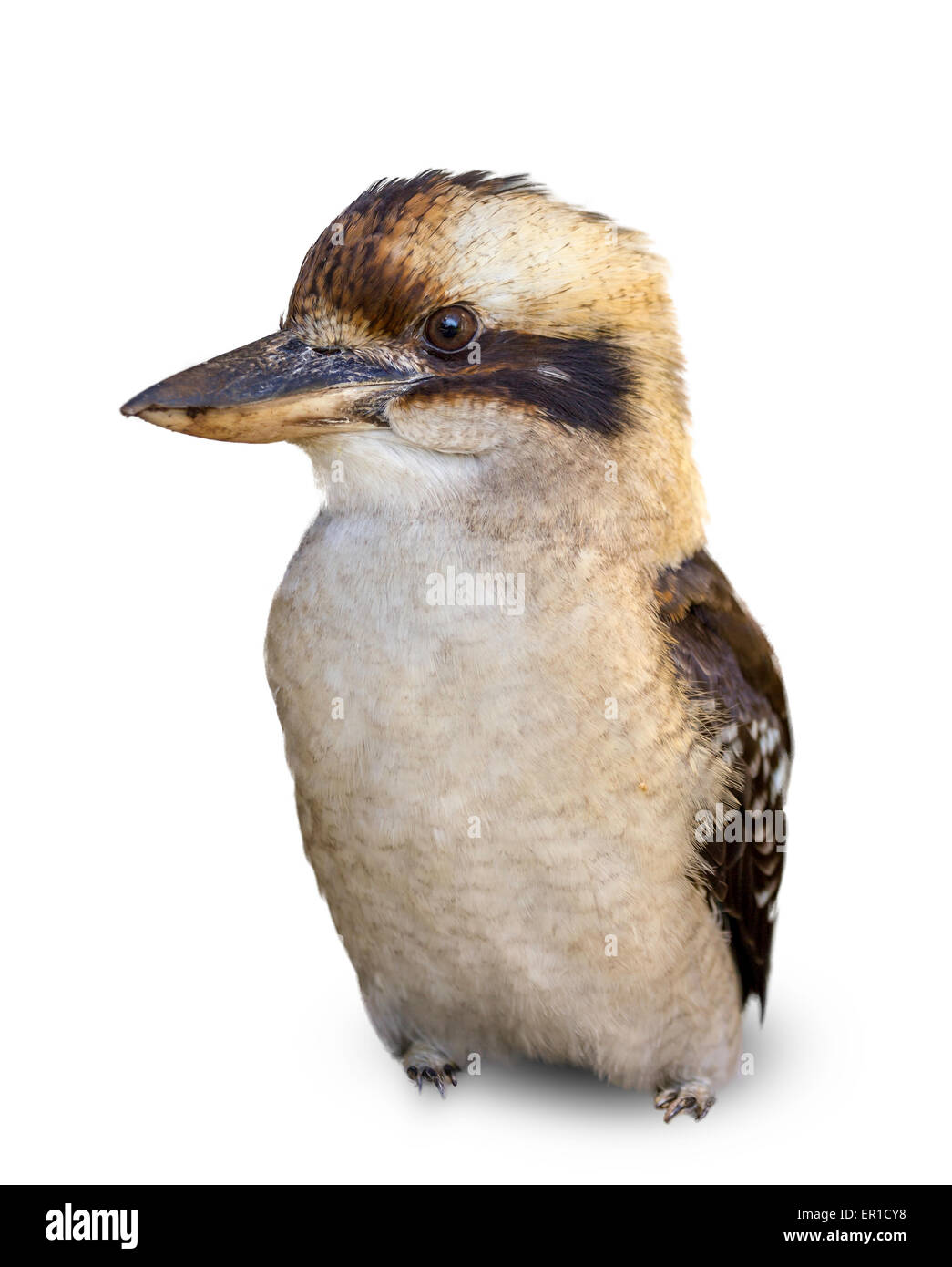 Laughing kookaburra portrait on hi-res stock photography and images - Alamy