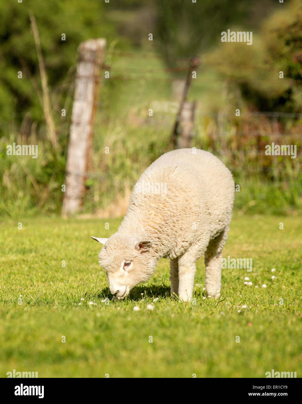 a romney lamb feeding on grass Stock Photo - Alamy