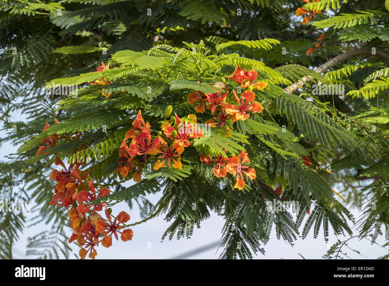 Flamboyant Tree or Royal Poinciana Stock Photo - Alamy