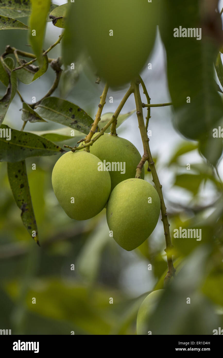 Thailand, Asia, Mangoes on the Tree, Plantation Stock Photo - Alamy