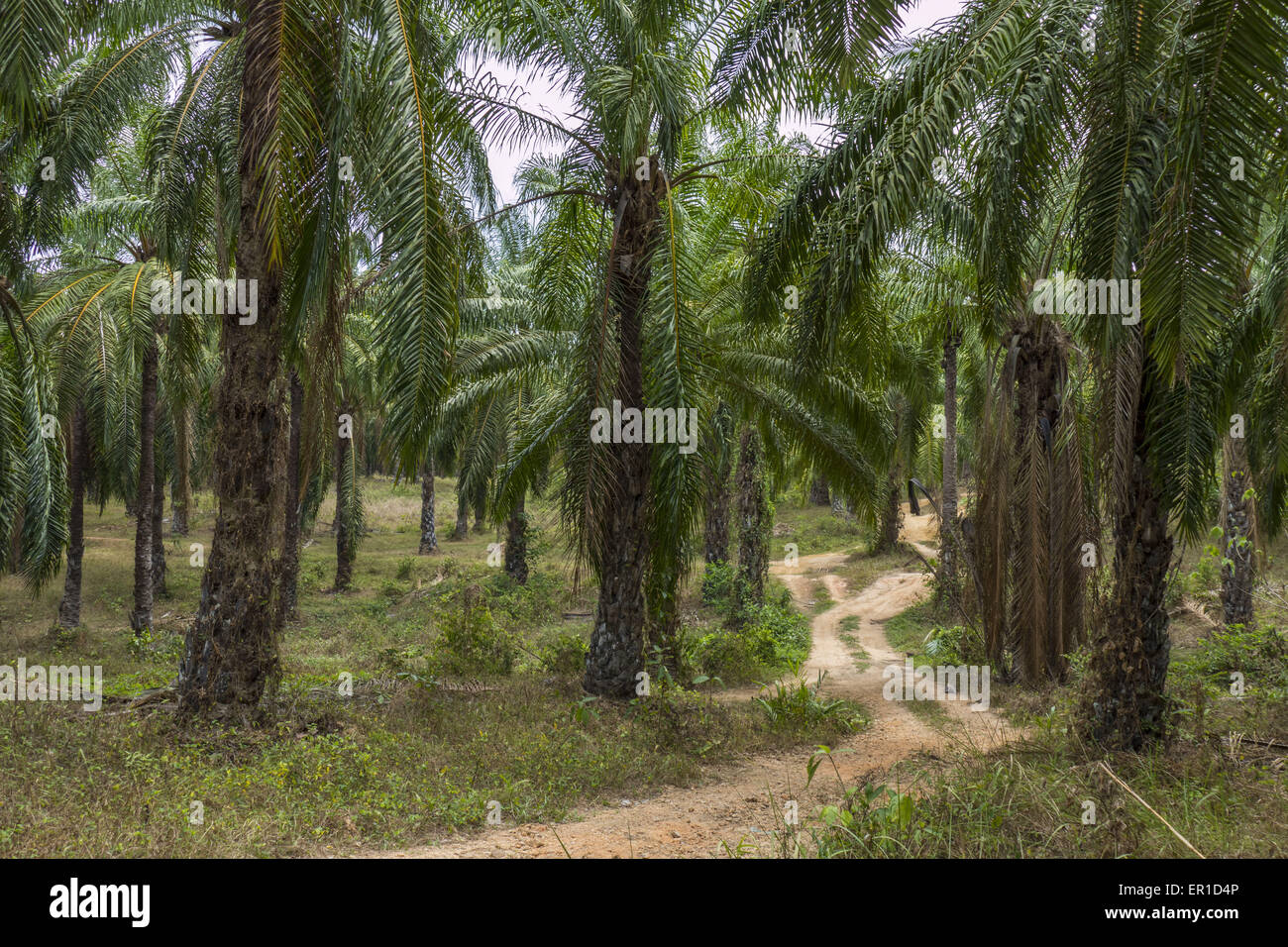 Oil Palm, Thailand Stock Photo - Alamy