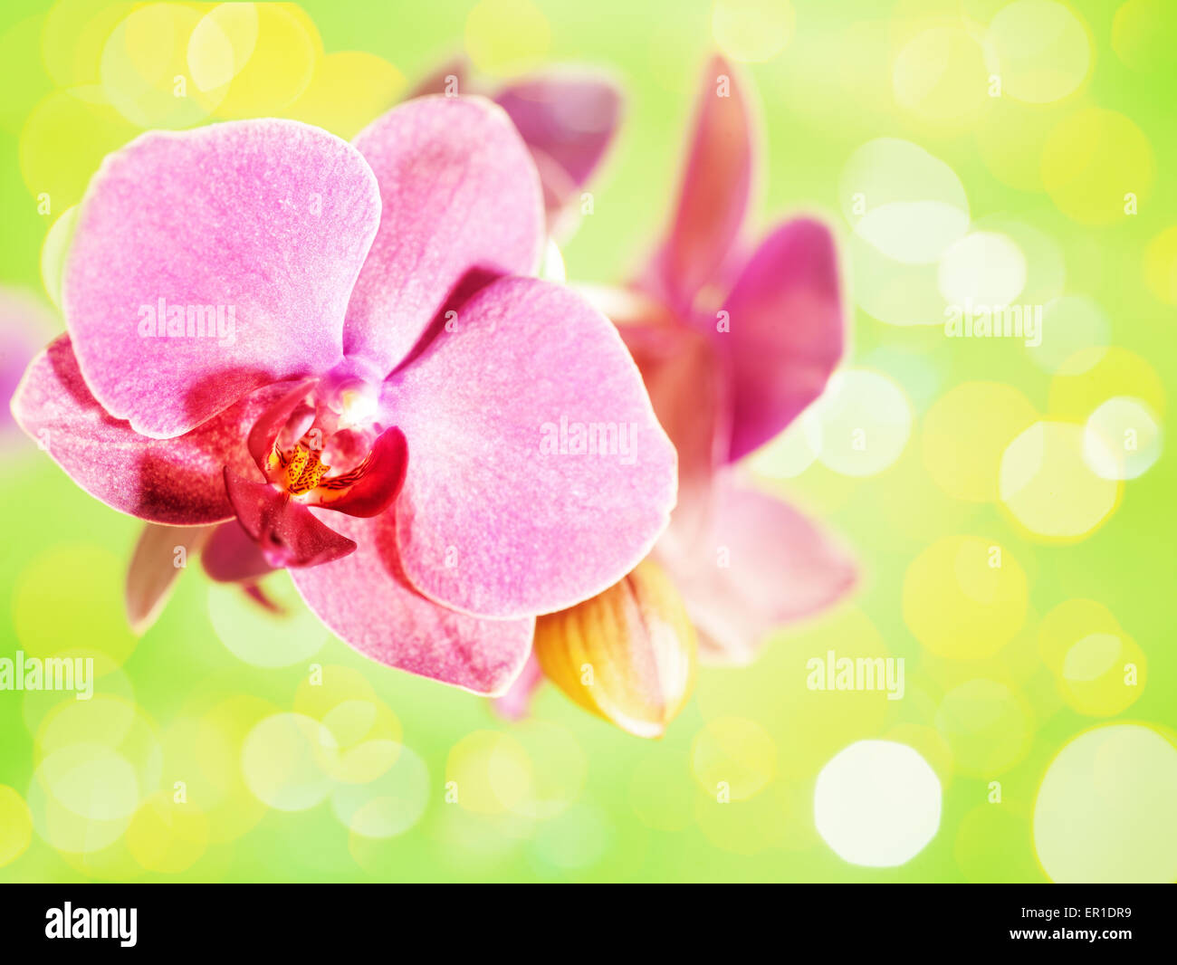 orchid flower over abstract green backgrounds Stock Photo - Alamy