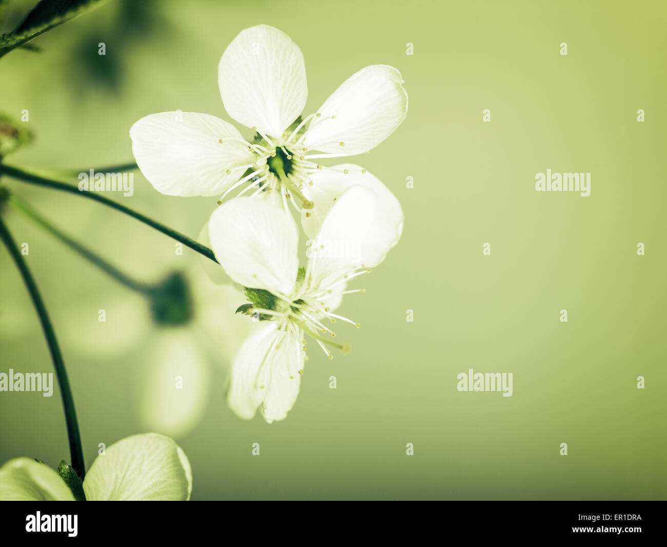 Cherry flowers, abstract spring backgrounds Stock Photo - Alamy