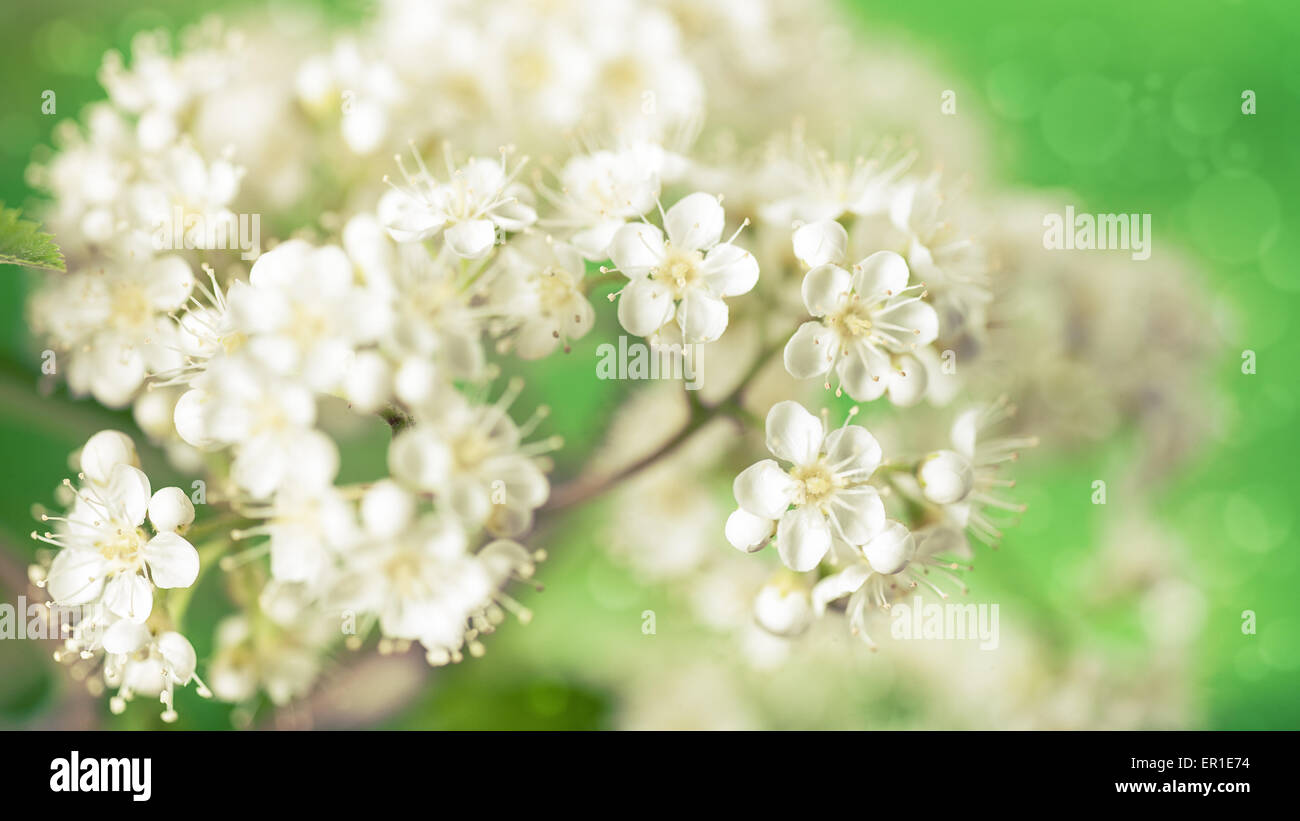Rawan flowers, abstract floral backgrounds for your design Stock Photo ...
