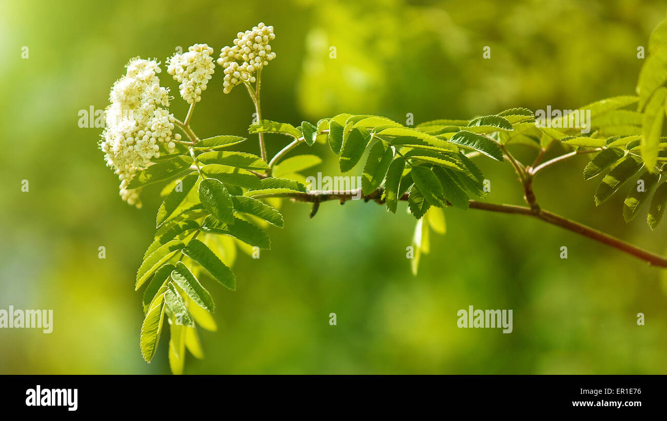 Rawan flowers, abstract floral backgrounds for your design Stock Photo ...