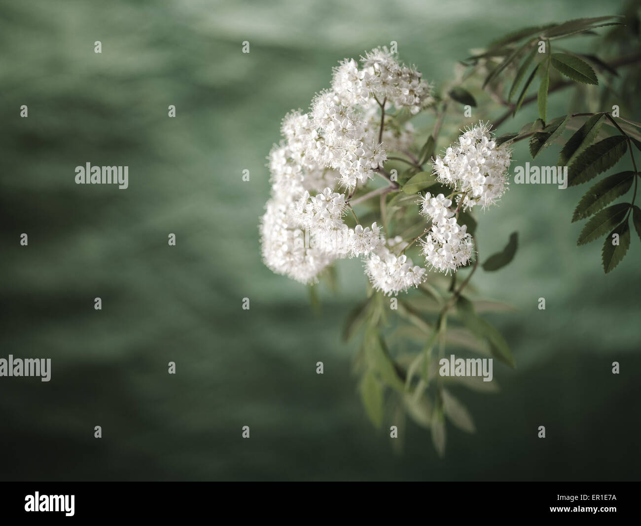 Rawan flowers, retro floral backgrounds with faded colors Stock Photo ...