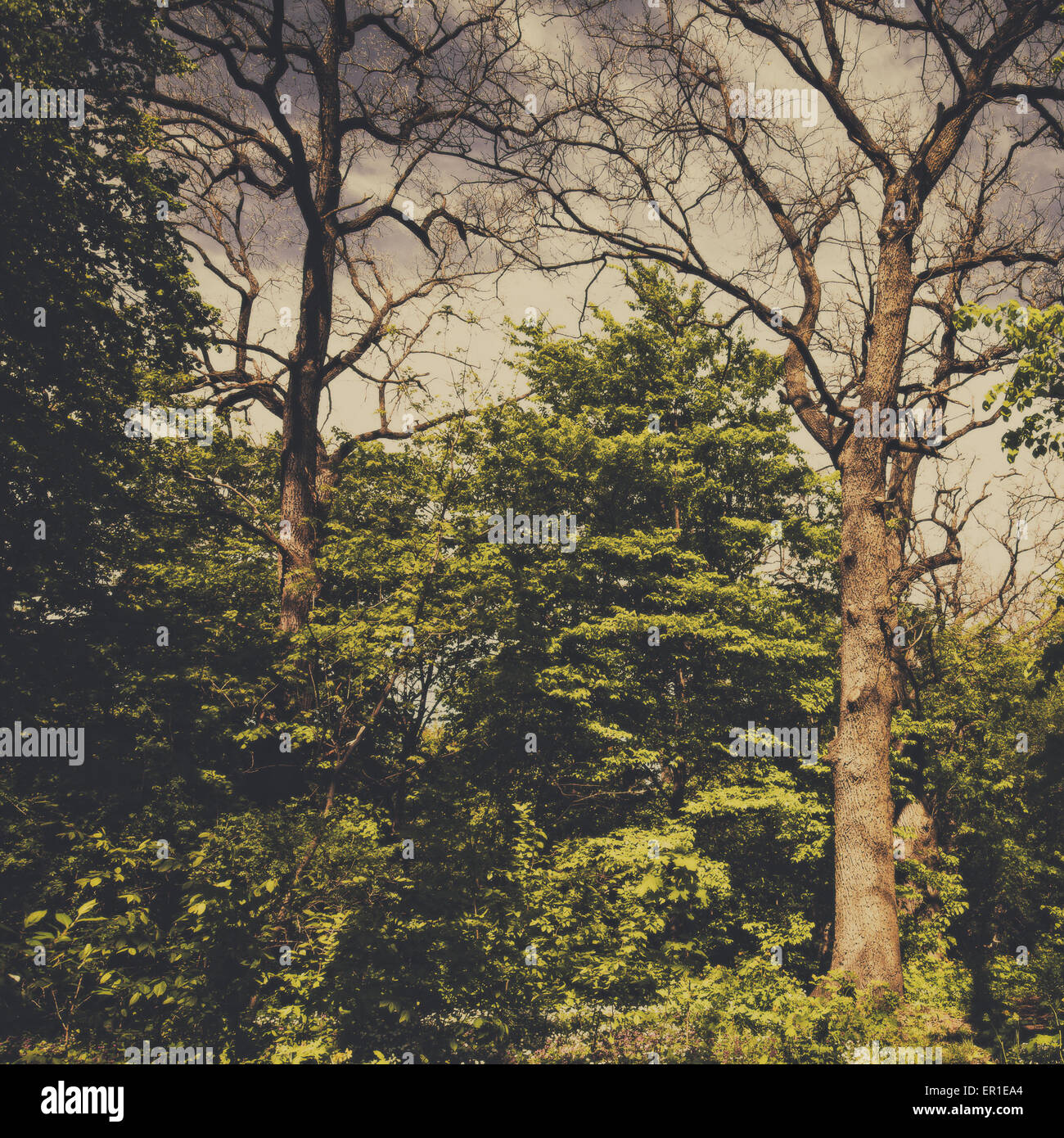 Spooky forest, abstract natural backgrounds Stock Photo - Alamy