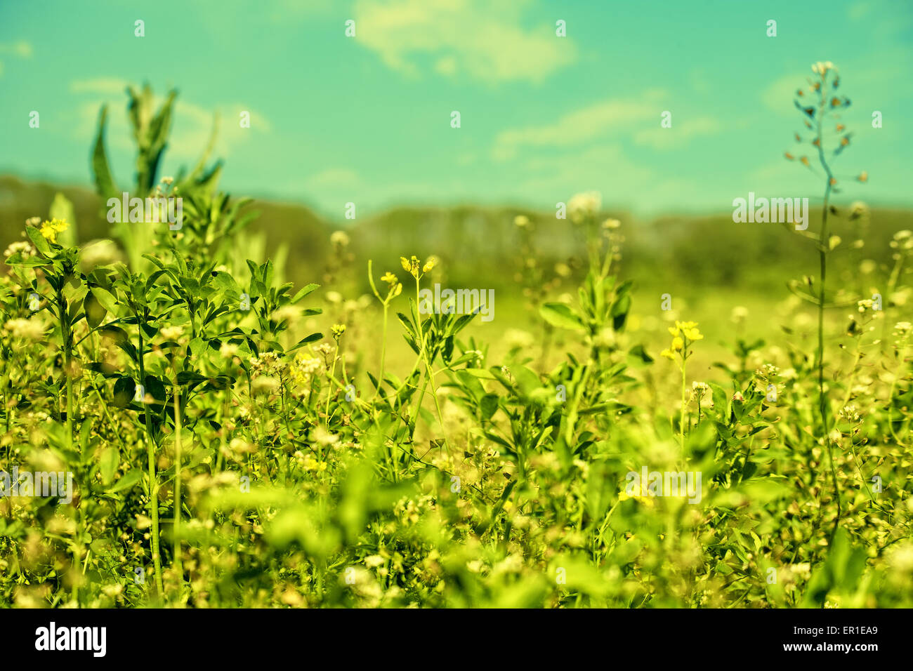 Beauty meadow, abstract natural backgrounds for your design Stock Photo ...