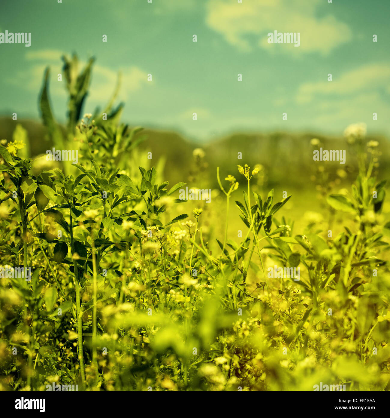 Beauty meadow, abstract natural backgrounds for your design Stock Photo ...